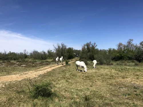 2023 Best Road Biking Trails in Camargue Regional Nature Park | AllTrails