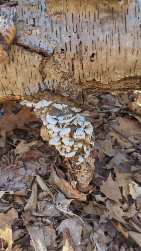 Best Hikes and Trails in Big Spring State Park | AllTrails