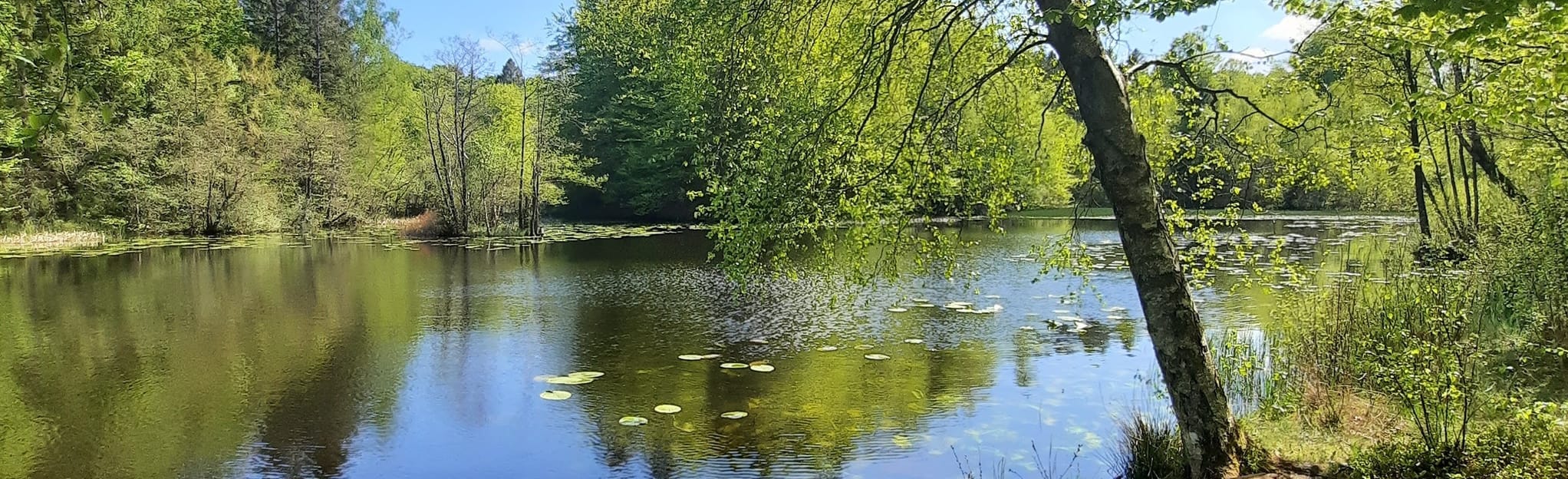 Tolne Skov - Gul Sti: 3 Reviews, Map - North Denmark, Denmark | AllTrails