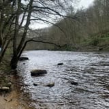 Hackfall Explorer, North Yorkshire, England - 347 Reviews, Map | AllTrails