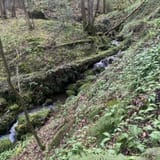 Hackfall Explorer, North Yorkshire, England - 347 Reviews, Map | AllTrails