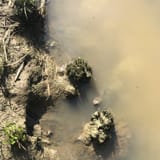 Neabsco Creek Boardwalk, Virginia - 655 Reviews, Map | AllTrails