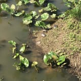 Neabsco Creek Boardwalk, Virginia - 655 Reviews, Map | AllTrails