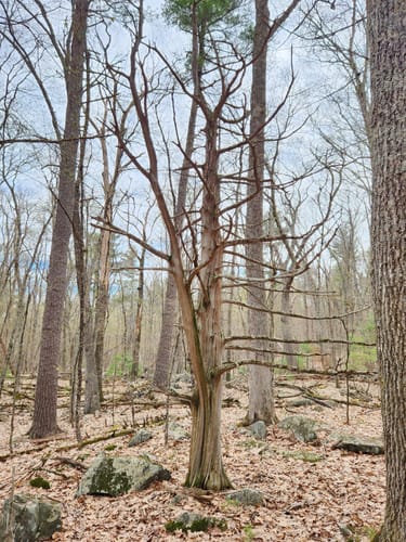 2023 Best Walking Trails in Boxford State Forest | AllTrails