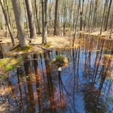 Dow Gardens Canopy Walk, Michigan - 138 Reviews, Map | AllTrails
