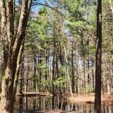 Dow Gardens Canopy Walk, Michigan - 138 Reviews, Map | AllTrails