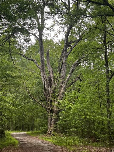 Best Hikes and Trails in The Ridge Nature Area | AllTrails