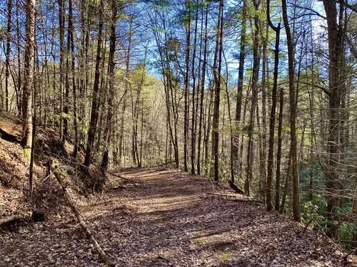 10 Best Forest Trails in Tellico Plains | AllTrails