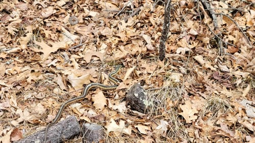 Best Hikes and Trails in Rutland State Park | AllTrails