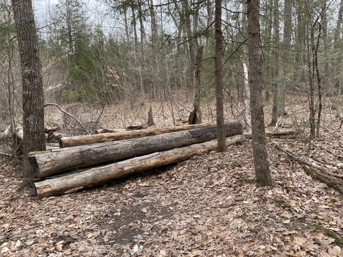 Best Hikes and Trails in Rock Rimmon State Forest | AllTrails