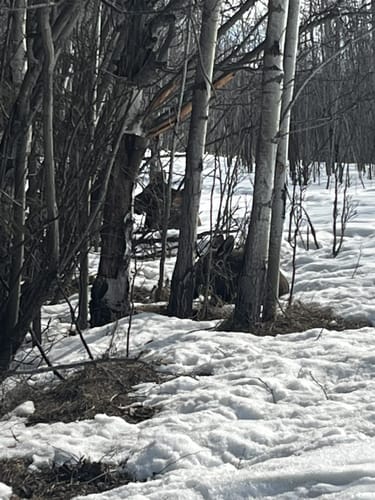 Best Hikes and Trails in Matanuska Lakes State Recreation Area | AllTrails