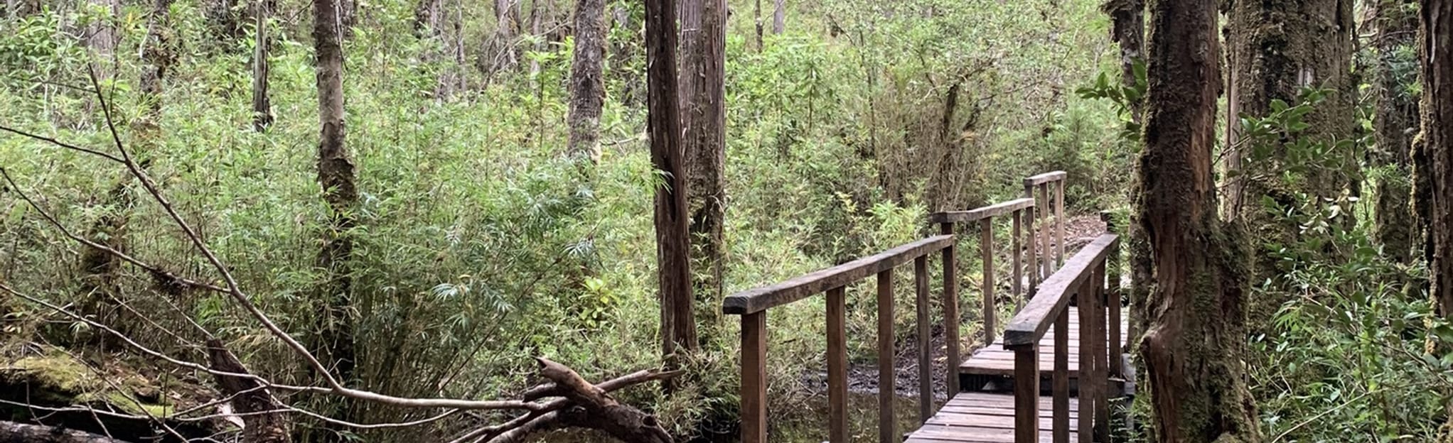 Sendero Alerce Milenario, Los Ríos, Chile - 5 Reviews, Map | AllTrails