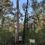 Northbrook Gorge, Queensland, Australia - 242 Reviews, Map | AllTrails