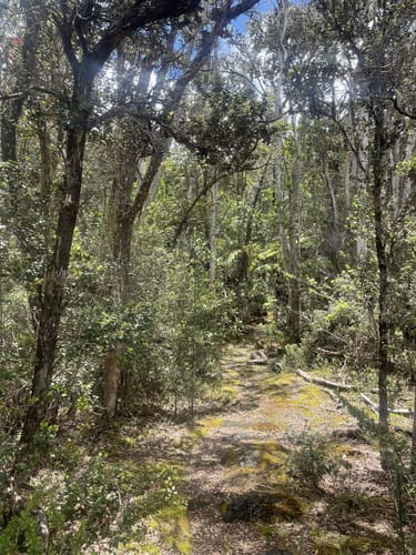 Best Hikes and Trails in Upper Waiākea Forest Reserve | AllTrails