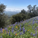 Figueroa Mountain [CLOSED], California - 320 Reviews, Map | AllTrails