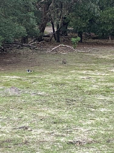 Best Hikes and Trails in Braeside Parks | AllTrails