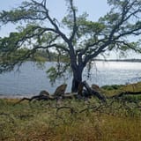 Hensley Lake Day Use Areas Trail, California - 356 Reviews, Map | AllTrails