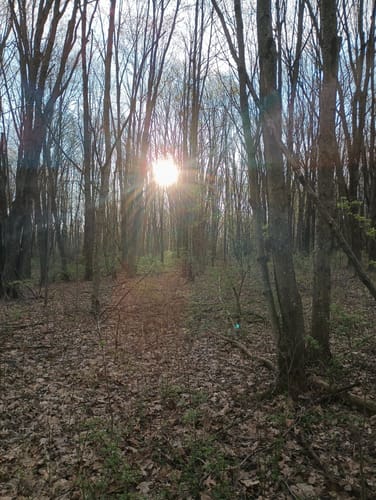 Best Hikes and Trails in Morris Woods State Park | AllTrails