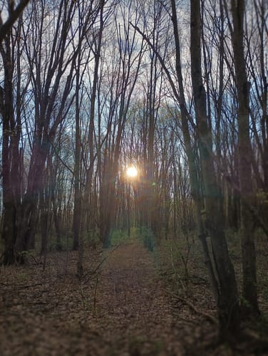 Best Hikes and Trails in Morris Woods State Park | AllTrails