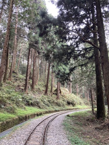 2023 Best 10 Trails and Hikes in Alishan | AllTrails