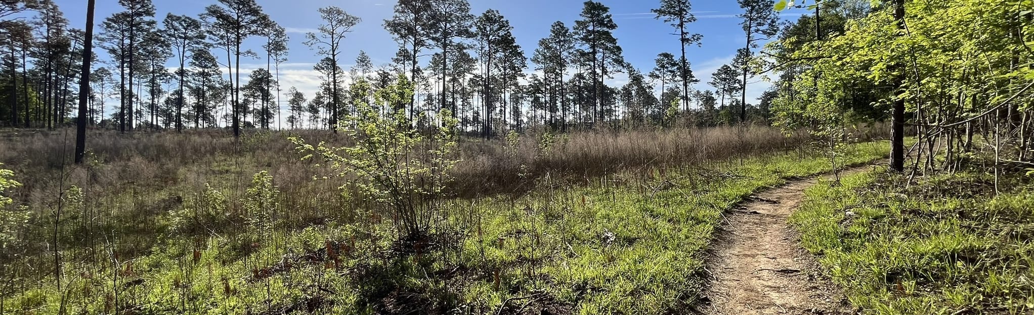 Firebreak Trail, South Carolina - 1,363 Reviews, Map | AllTrails