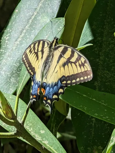 2023 Best Forest Trails in Inman | AllTrails