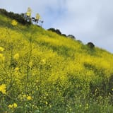 Burma Road, Peacock Flats and Ishibashi Trail Loop [CLOSED], California ...