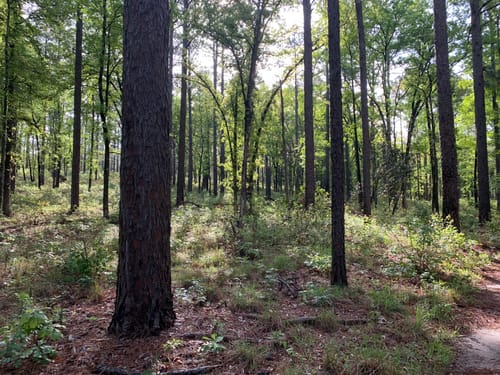 2023 Best Camping Trails in Kisatchie National Forest | AllTrails