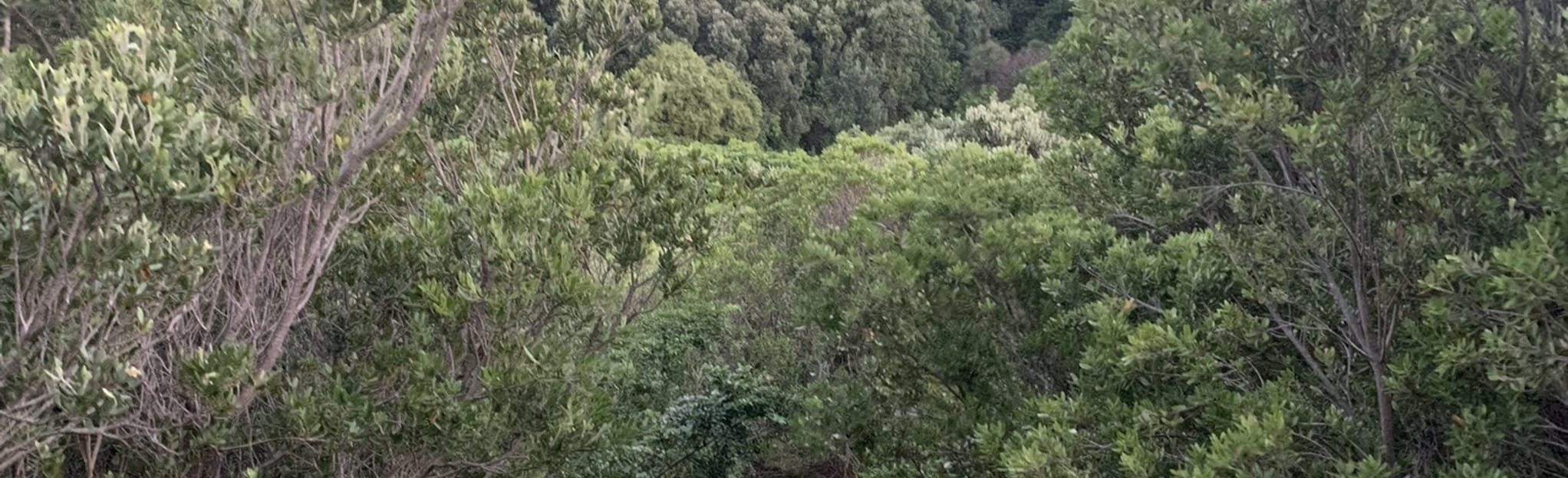 Okitu Bush Scenic Reserve Walk: 4 Reviews, Map - Gisborne, New Zealand ...