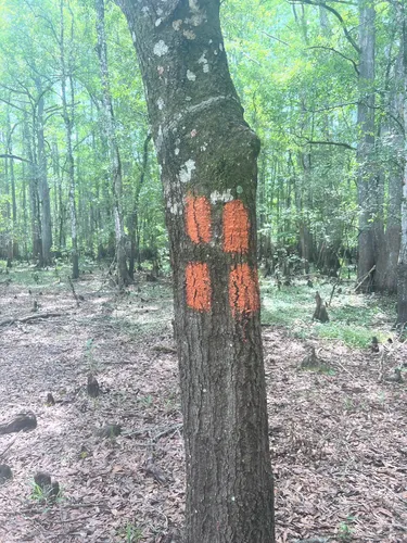 Best Hikes and Trails in Cypress Lakes Preserve | AllTrails