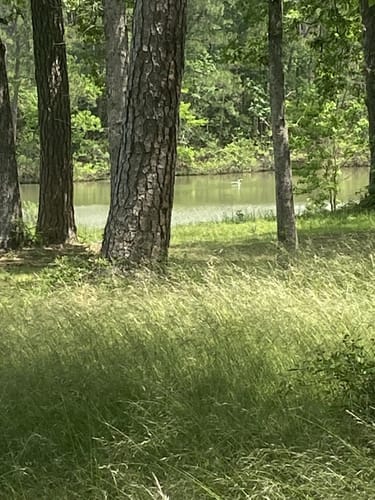 Best Hikes and Trails in W G Jones State Forest | AllTrails