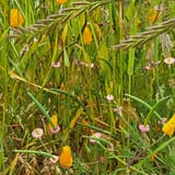 Bane Canyon Short Loop Trail, California - 814 Reviews, Map | AllTrails