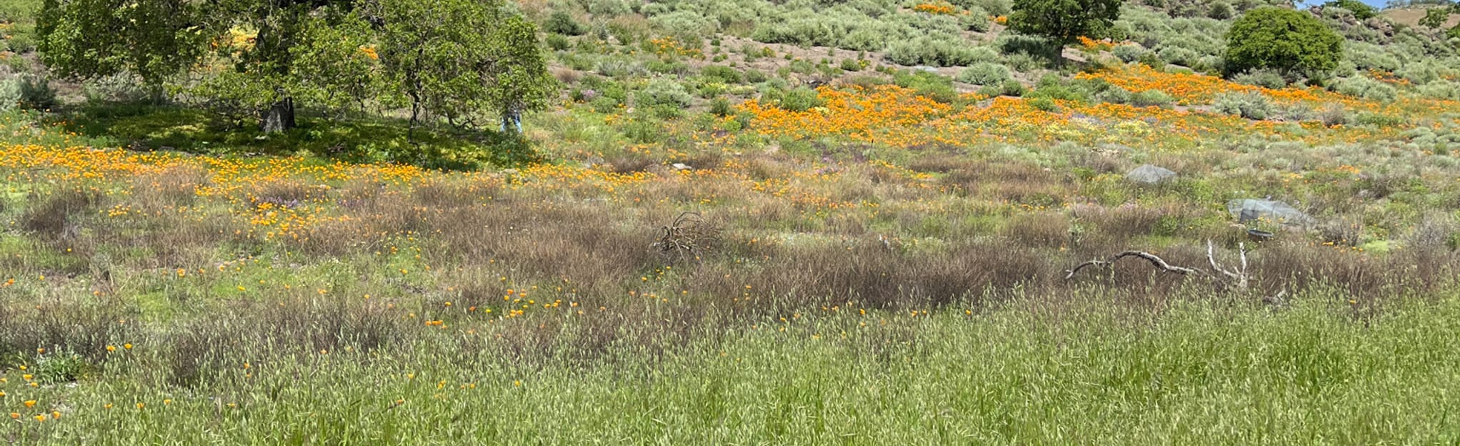 Fossil Hill Loop Trail, California - 326 Reviews, Map | AllTrails