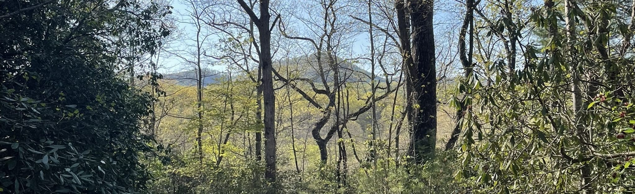 Hard Times Road Trail: 772 foto's - North Carolina | AllTrails