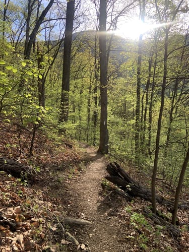 Best Hikes and Trails in Three Ridges Wilderness | AllTrails