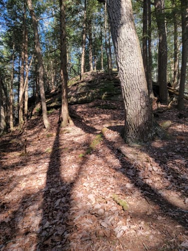 2023 Best Forest Trails in Hocking State Forest | AllTrails