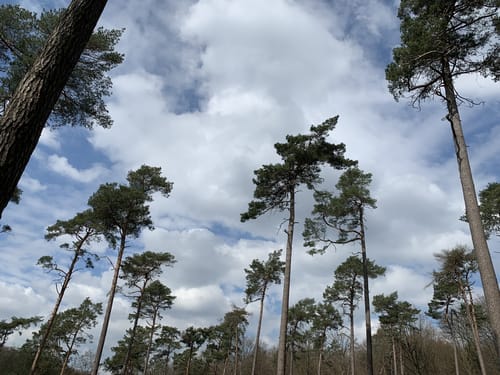 Best 10 Hikes and Trails in Forêt de Soignes | AllTrails