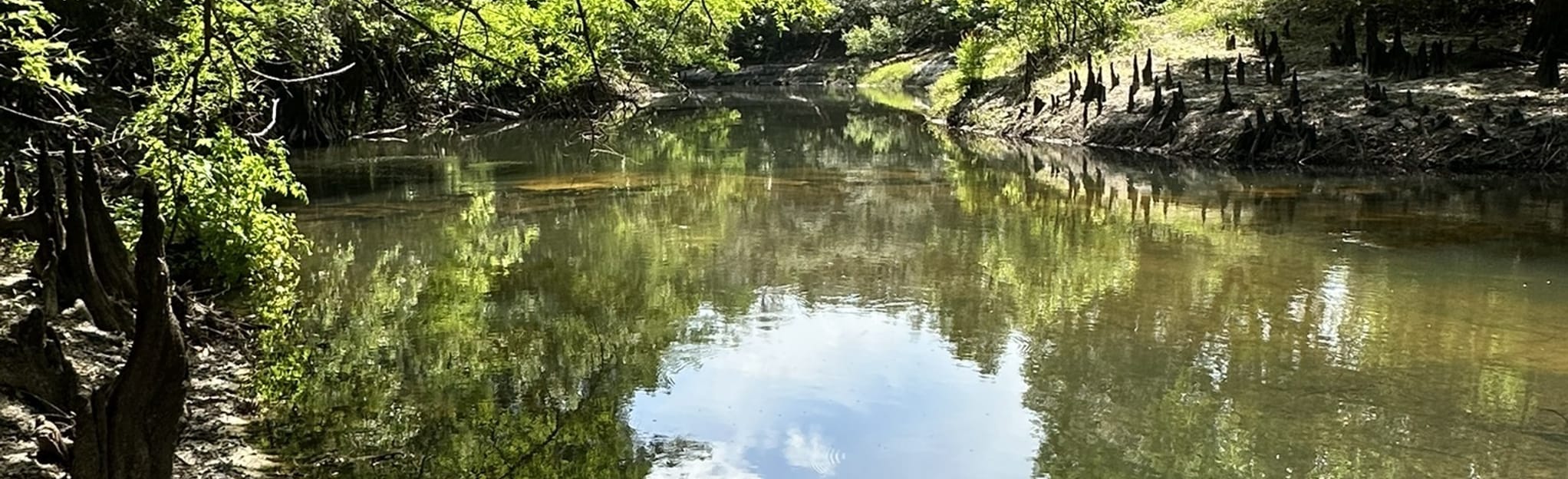 Florida Trail: Green Swamp to Croom, Florida - 2 Reviews, Map | AllTrails