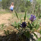 Hickory Ridge Outer Trail, Tennessee - 385 Reviews, Map | AllTrails