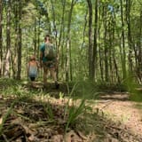 Hickory Ridge Outer Trail, Tennessee - 385 Reviews, Map | AllTrails