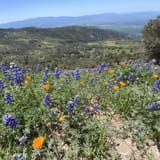 Figueroa Mountain [CLOSED], California - 320 Reviews, Map | AllTrails