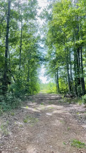 Best Hikes and Trails in Twelve Mile Swamp Conservation Area | AllTrails