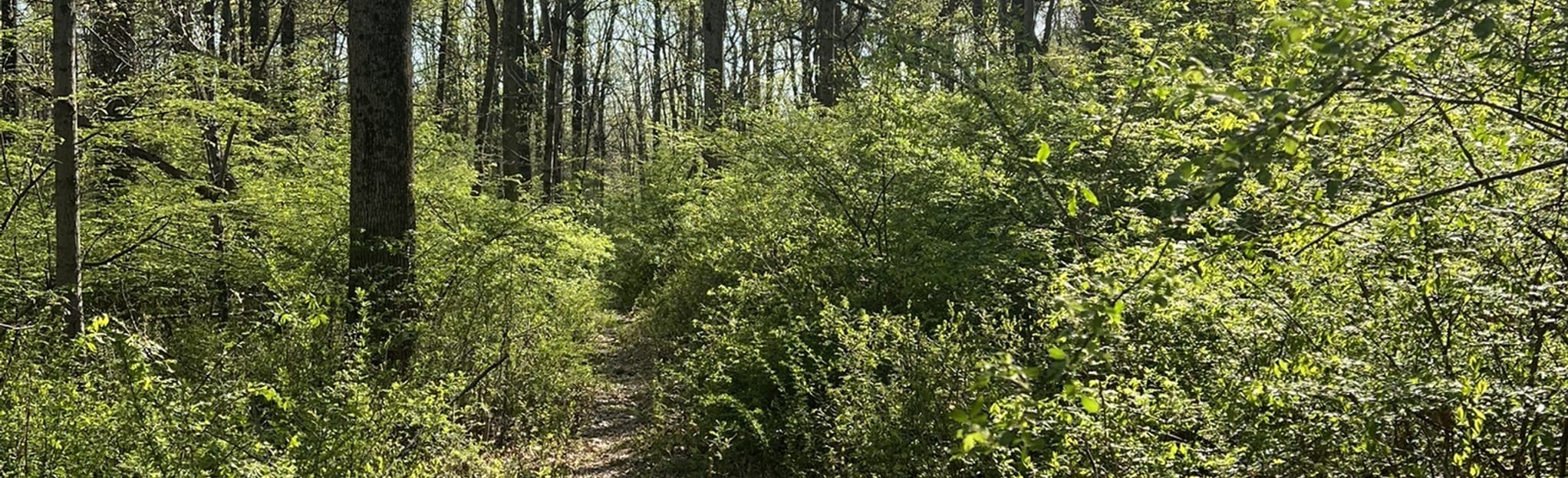 Tiger Brook Preserve Green Trail, New Jersey - 8 Reviews, Map | AllTrails