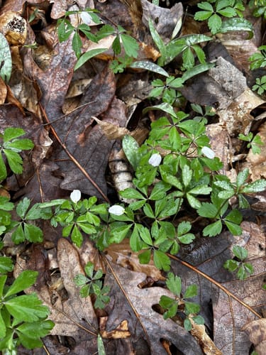 Best Hikes and Trails in Bittner Park | AllTrails