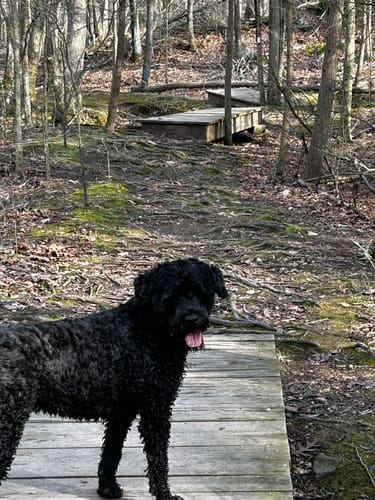 Best Hikes and Trails in Bittner Park | AllTrails