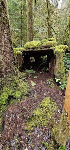 Best Hikes and Trails in Cowichan River Provincial Park | AllTrails