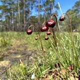 Green Swamp Preserve, North Carolina - 204 Reviews, Map | AllTrails