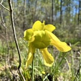 Green Swamp Preserve, North Carolina - 204 Reviews, Map | AllTrails