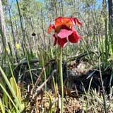 Green Swamp Preserve, North Carolina - 204 Reviews, Map | AllTrails