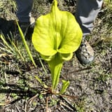 Green Swamp Preserve, North Carolina - 204 Reviews, Map | AllTrails